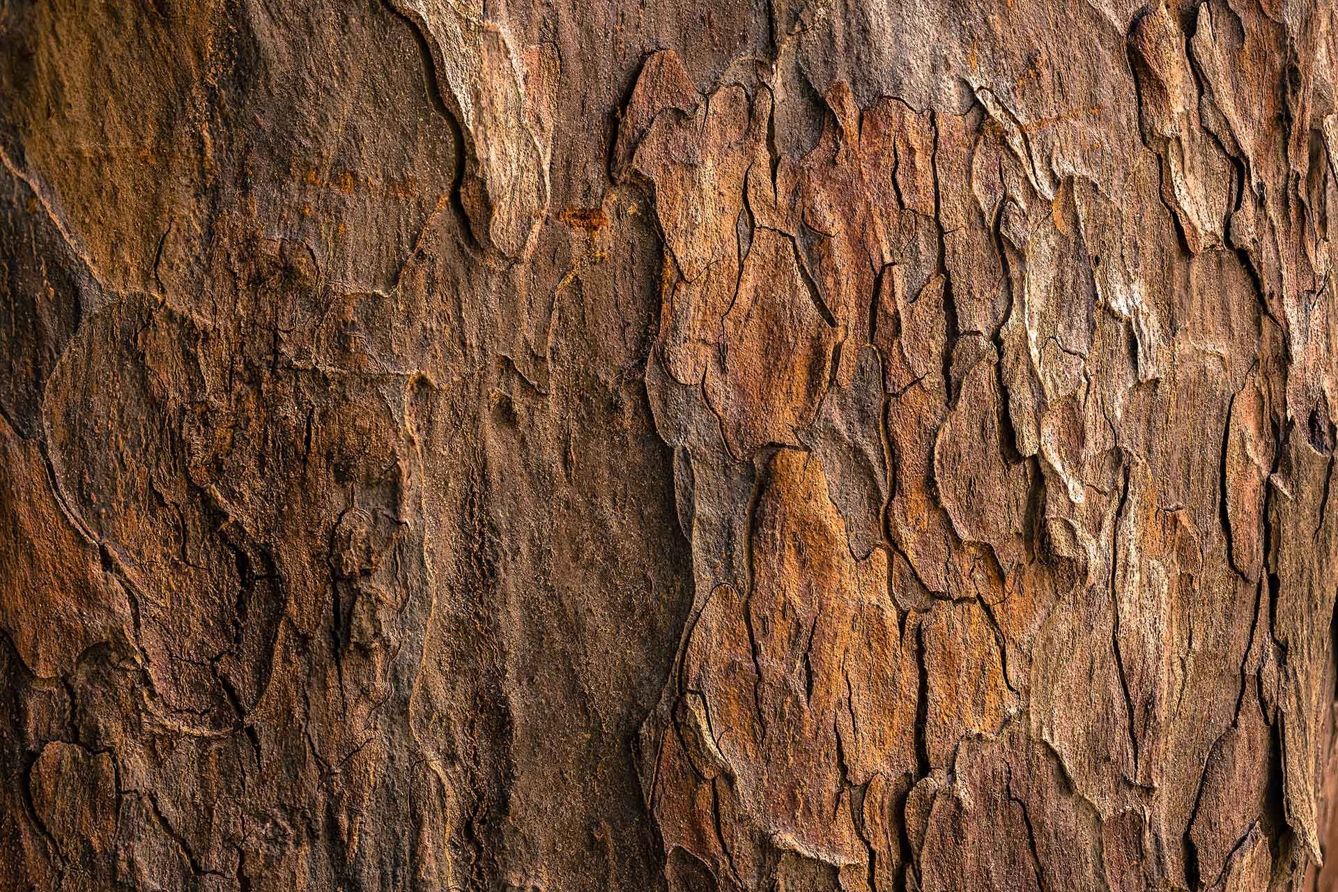 Exploring the best wood species for your DIY woodworking - Knottty ...